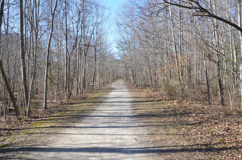 Trail or Path in Forest or Woods with Trees Stock Photo - Image of ...