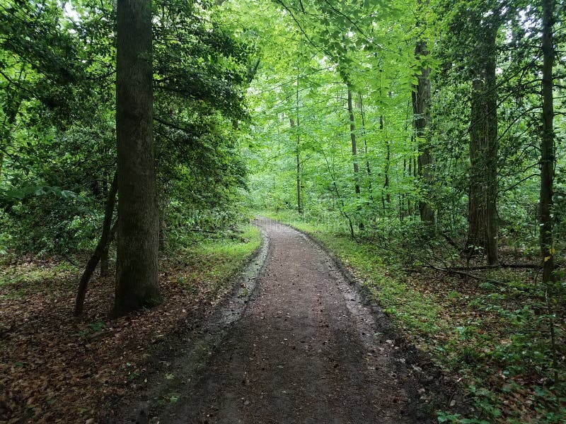 Trail or Path in the Forest or Woods with Trees Stock Photo - Image of ...