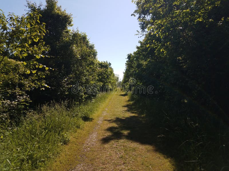 Trail or Path with Trees with Green Leaves Stock Photo - Image of ...