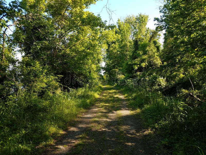 Trail or Path with Trees with Green Leaves Stock Photo - Image of green ...