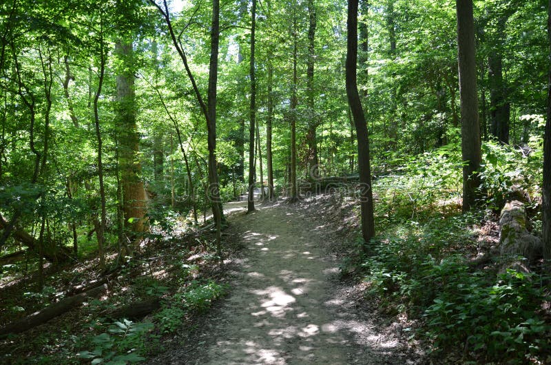 Trail or Path in Woods or Forest with Trees Stock Image - Image of ...