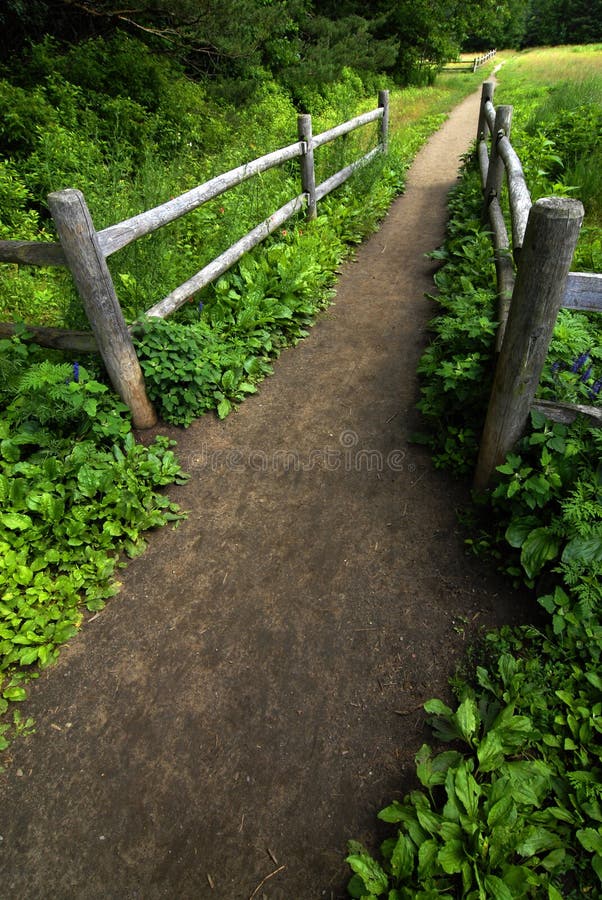 Trail or Pathway in Lush Green Forest Stock Image - Image of colors ...