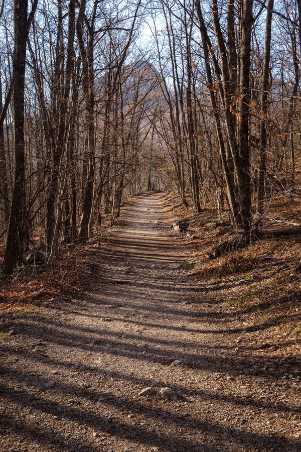 Trail without People Going through Winter Forest. There are No Leaves ...
