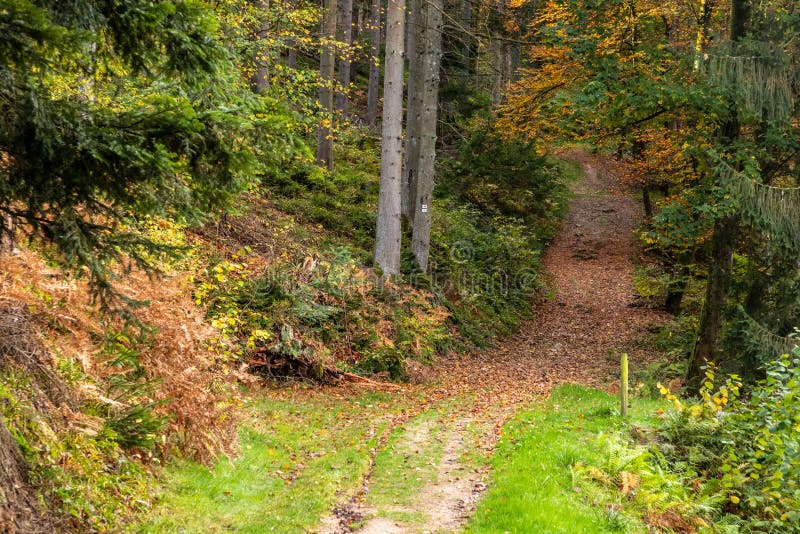 Trail with Pine Trees in Black Forest Around Forbach Village Stock ...