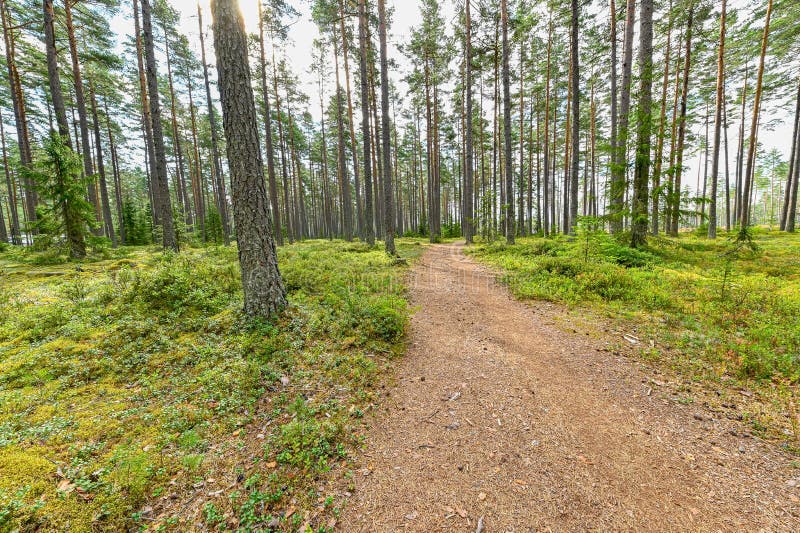 Trail through a Pinewood Forest in Sweden Stock Photo - Image of ...