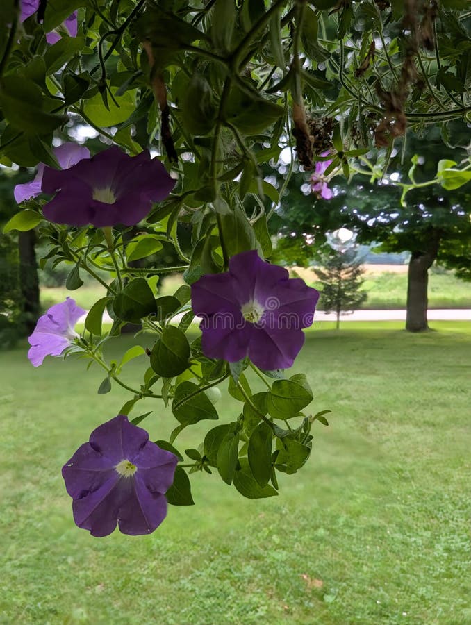 Trail of Purple Flowers Hanging Down Stock Image - Image of trail ...