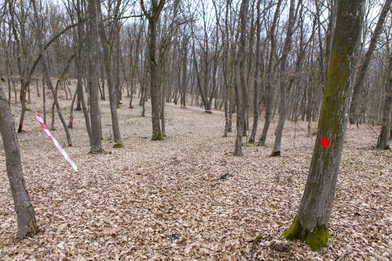 Marked Forest Path for a Trail Marathon and a MTB Bike Race Stock Photo ...