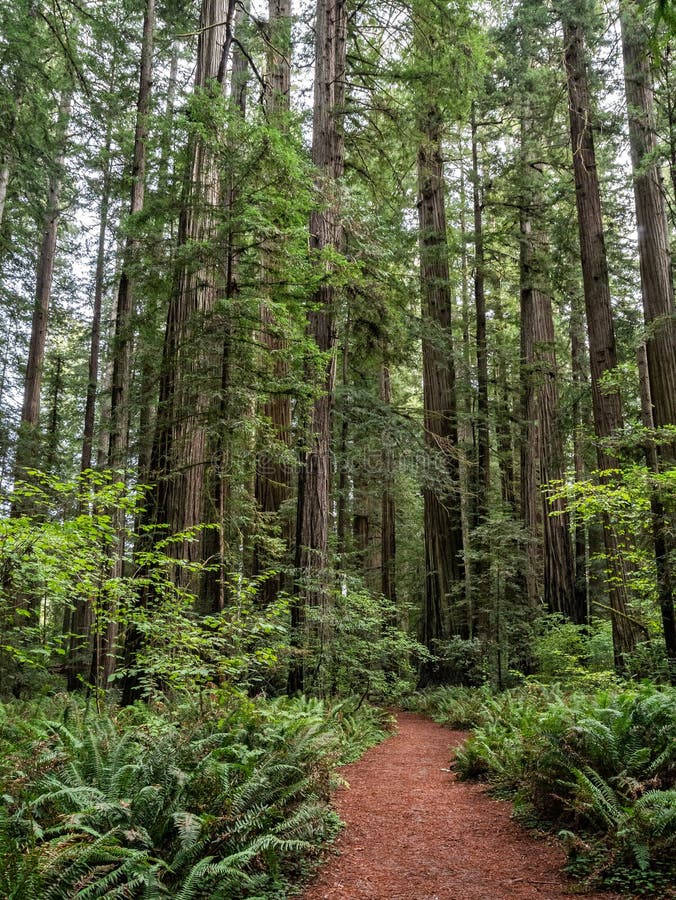 Redwood Forest Path stock photo. Image of scenic, america - 4118970