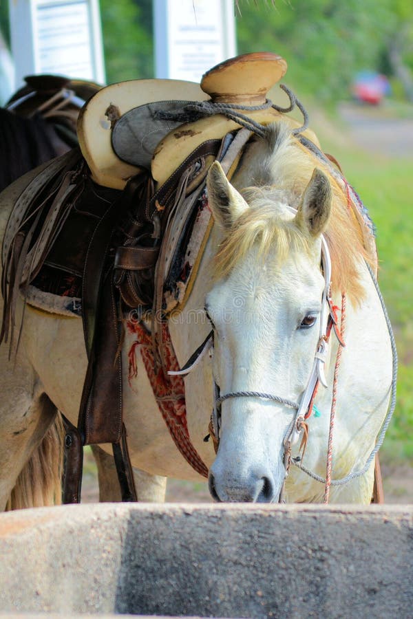 Trail ride to the sky stock image. Image of riders, ranch - 603277