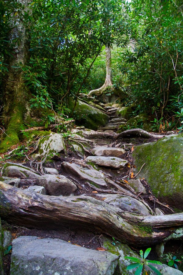A Trail of Rocks Lead Like a Stairway To a Large Tree in a Forest Stock ...