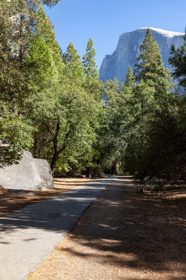 Trail in Rocky Mountains Trees Stock Image - Image of nature, rocky ...