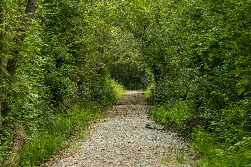 Trail Running through the Forest of Green Trees. Stock Photo - Image of ...