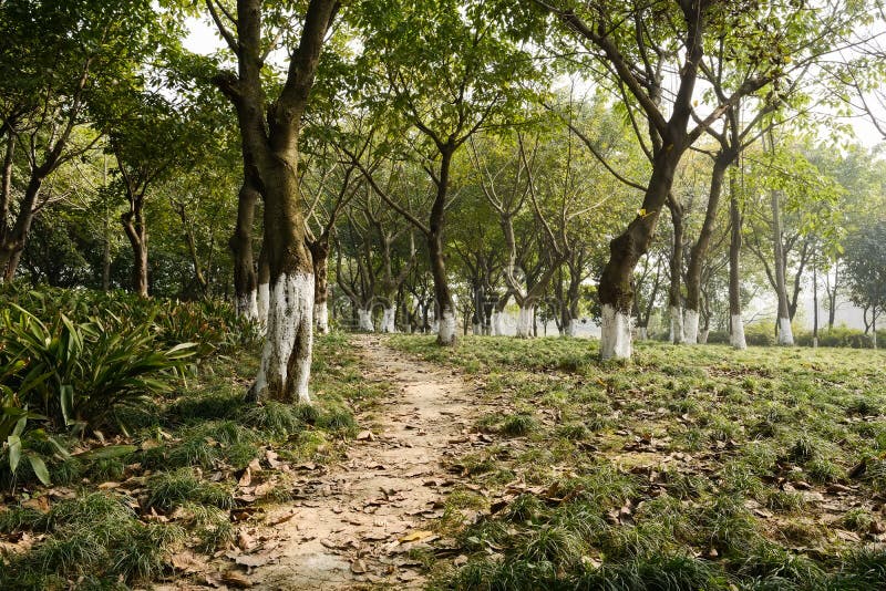 Trail in Shady Woods on Sunny Day Stock Image - Image of footpath ...