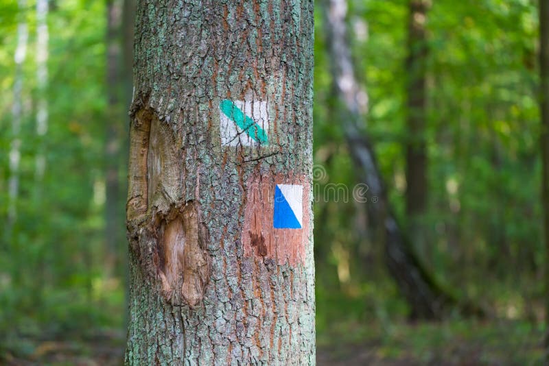 Trail Sign Painted on Tree Bark in Summertime Forest. Stock Image ...