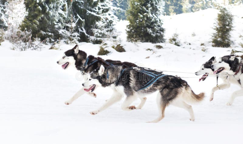 Trail sled husky race stock image. Image of competition - 110318405