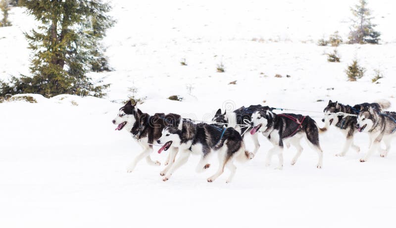 Trail sled husky race stock photo. Image of nature, musher - 110318530