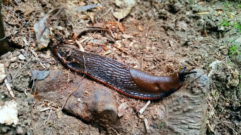 602 Slug Trail Stock Photos - Free & Royalty-Free Stock Photos from ...