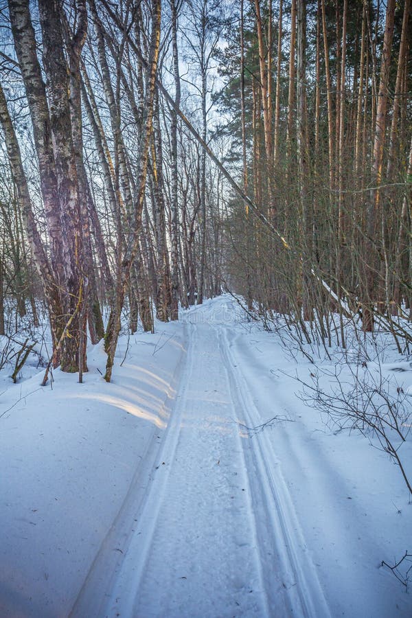 The Trail of a Snowmobile in the Impassable Snows of Winter Nature ...