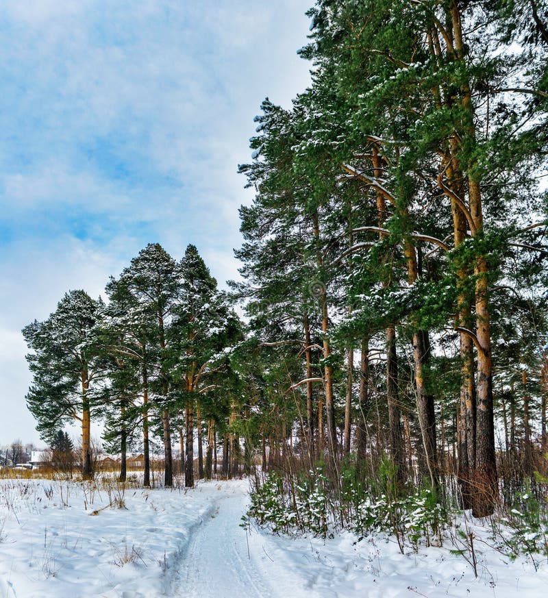 Trail in a Snowy Pine Forest on a Winter Day Stock Photo - Image of ...