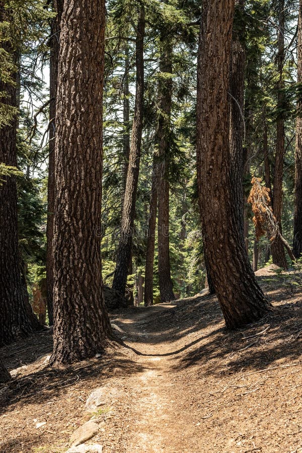 Trail Splits the Space between Two Large Pines Stock Image - Image of ...