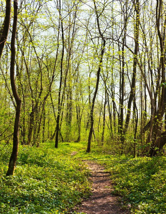 Trail in spring forest stock image. Image of area, foliage - 16917421