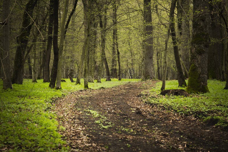 Trail in spring forest stock photo. Image of landscape - 53183542