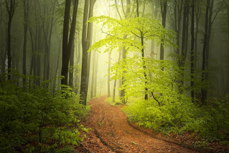 Enchanted Forest stock photo. Image of hunting, magic - 32627726