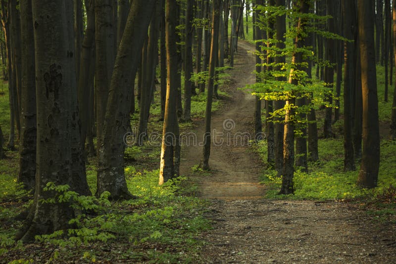 Trail in spring forest stock photo. Image of mystery - 53974450