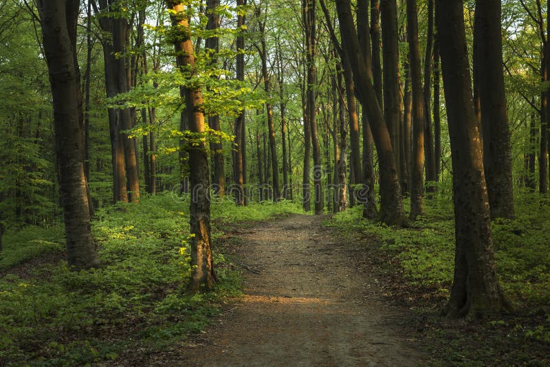 Trail in spring forest stock image. Image of hiking, growth - 53974543