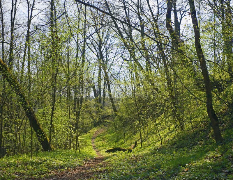 Trail in spring forest stock image. Image of area, foliage - 16917421