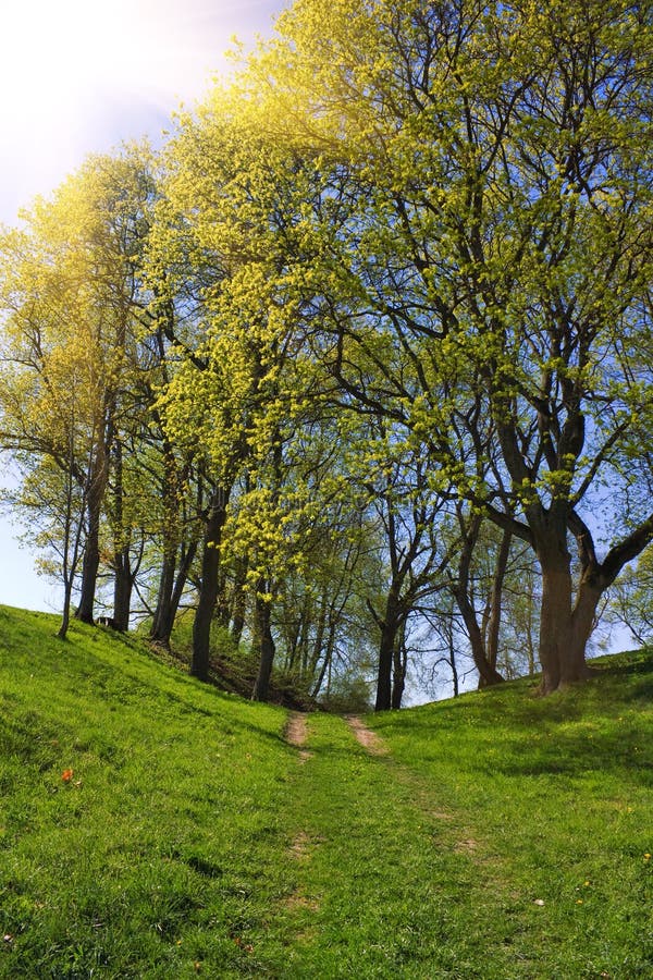 Trail in Spring Park stock image. Image of leaf, growth - 9285127