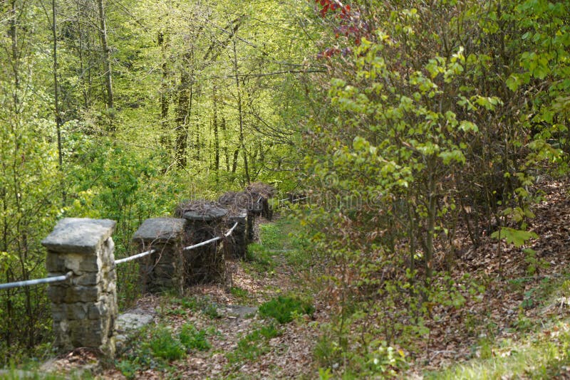 Trail with a Stone Barrier in an Evergreen Forest Stock Photo - Image ...