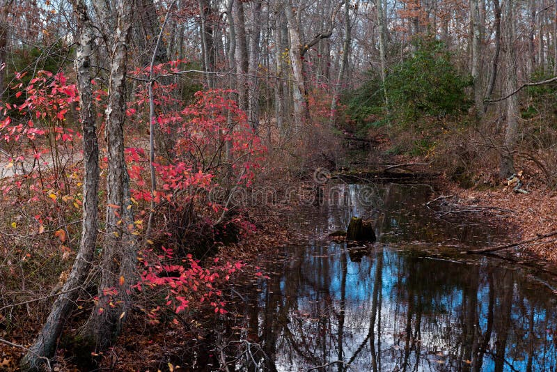 Trail by a Stream stock image. Image of woods, path, beauty - 63523599
