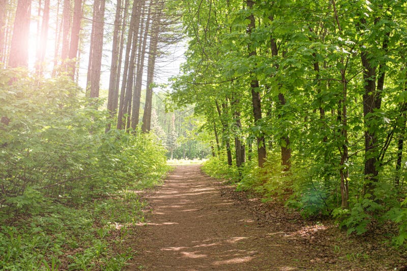 Trail in a Summer Leafy Park on Day Stock Image - Image of plant, trees ...