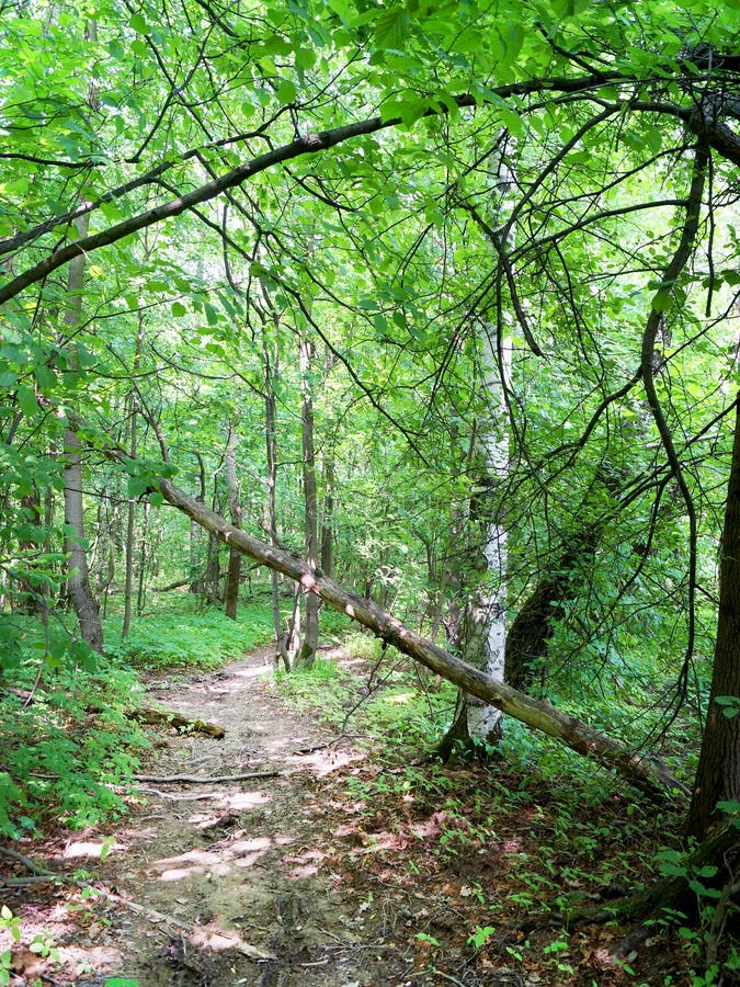 Trail in the summer woods stock photo. Image of spring - 35388832