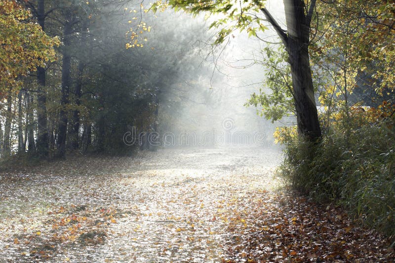 Trail sun stock image. Image of light, autumnal, tree - 7186109