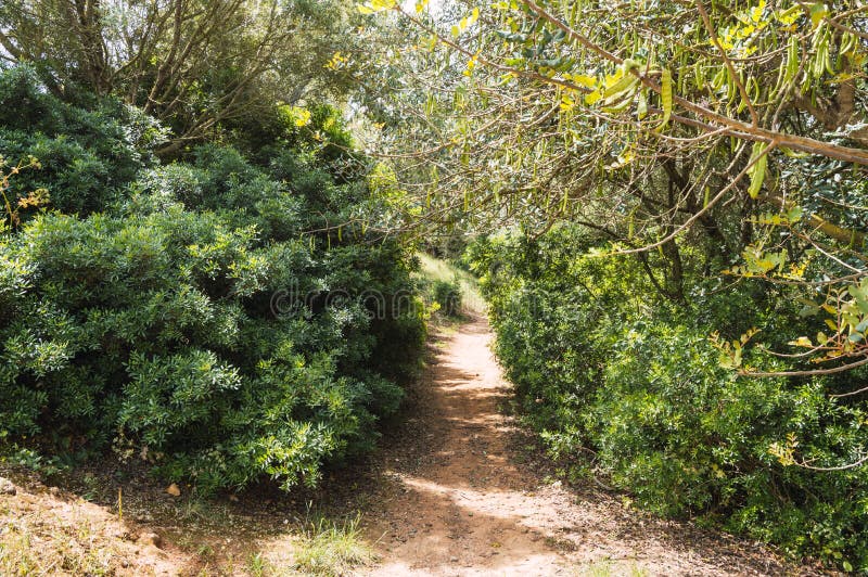Trail surrounded by weed stock image. Image of mountain - 182620387
