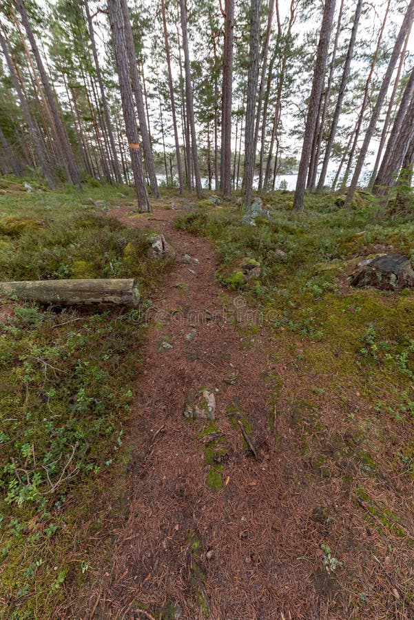 Trail through a Swedish Forest in Spring Stock Photo - Image of walk ...