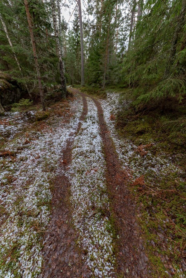 Trail through a Swedish Forest in Spring Stock Photo - Image of tree ...