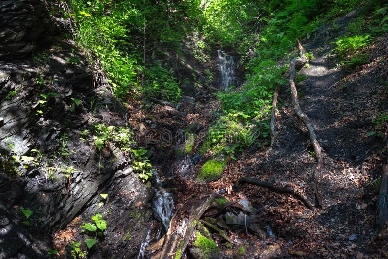 2,044 Tree Roots Waterfall Stock Photos - Free & Royalty-Free Stock ...