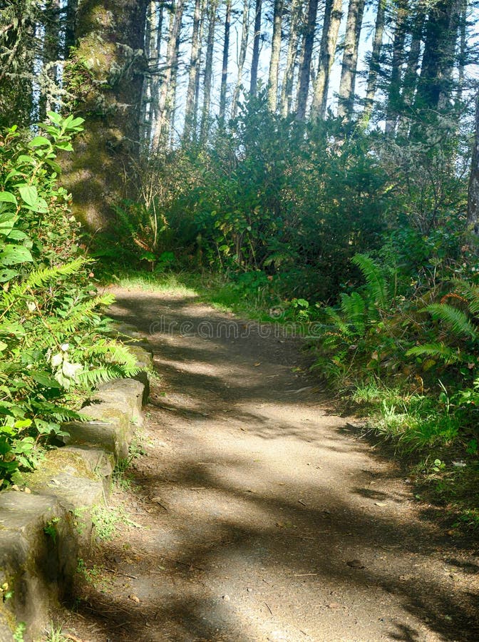Trail To View of Cape Perpetua Stock Image - Image of ferns, forest ...