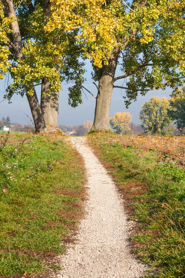 Trail between trees stock photo. Image of floodplain - 35487950
