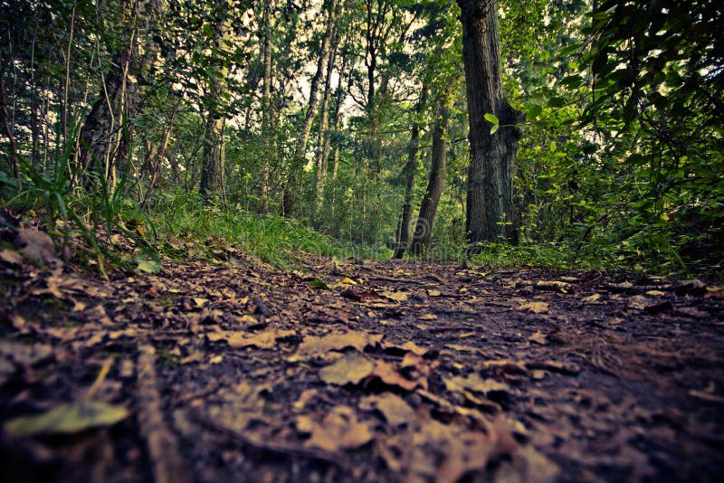 Trail trough the forest. stock image. Image of nature - 91510099