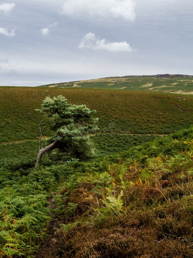 Trail Up To Bamford Edge, Peak District, U.K. Stock Photo - Image of ...