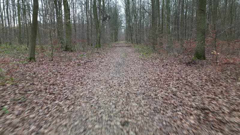 Trail Walking Path in the Deep Forest Covered with Autumn Leaves and ...