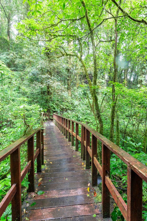 Trail Walking in the Rainforest Stock Photo - Image of outdoor, spring ...