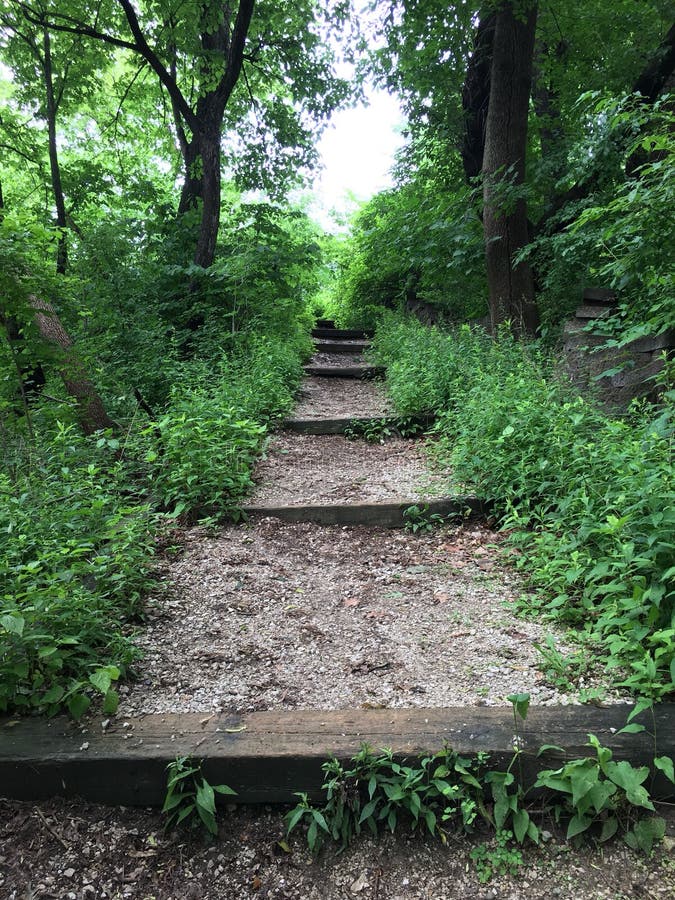 Trail walking stock photo. Image of stairs, trees, trail - 119450386