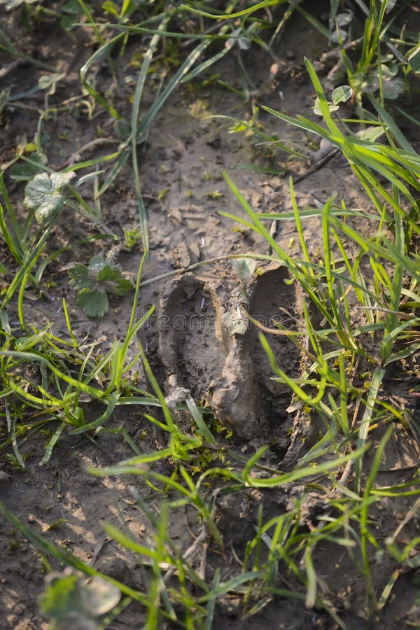 Trail of wild animal stock image. Image of mammal, pathway - 115058529