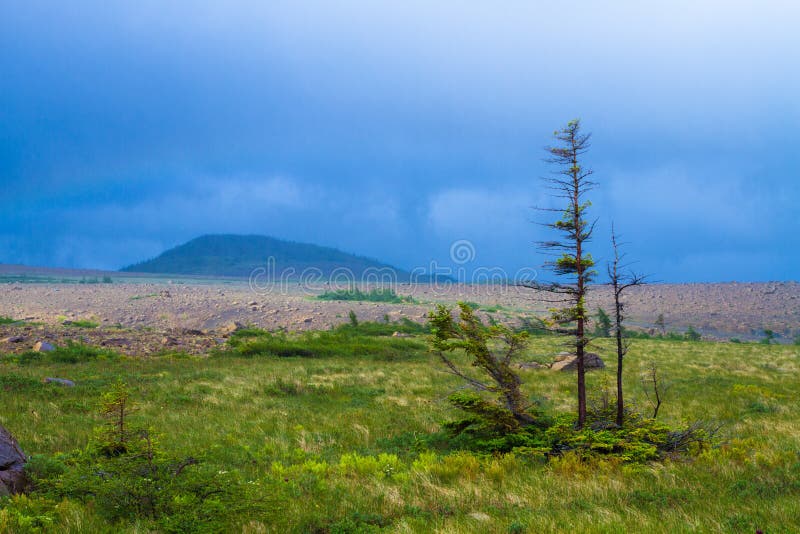 Trail in the wilderness stock image. Image of forest - 51445065