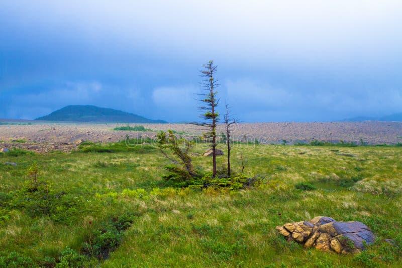 Trail in the wilderness stock image. Image of national - 51984809